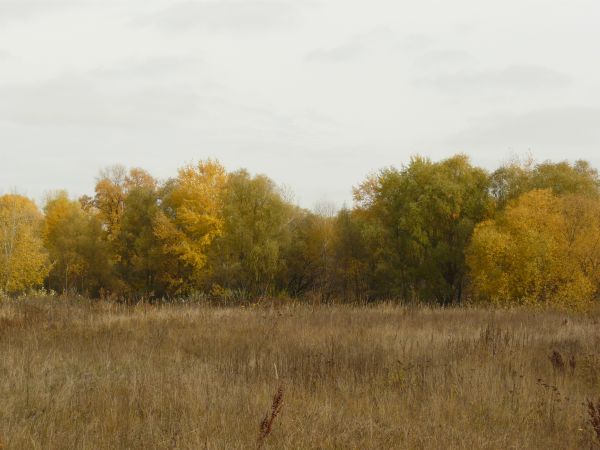 forest side view texture 0004 - Texturelib